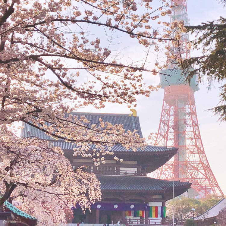 [Tokyo Cherry Blossom Festival] Asukayama Park & Rikugien Garden ...